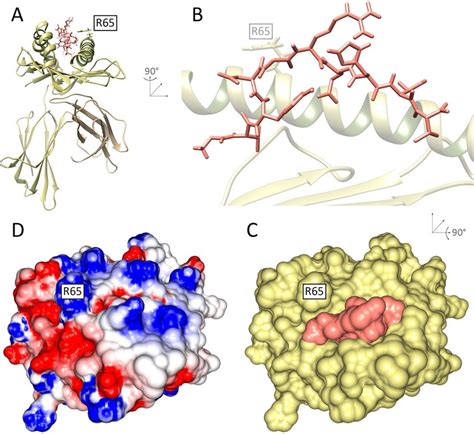 Structure Of A Pmhc Complex A Front View Of The Crystal Structure