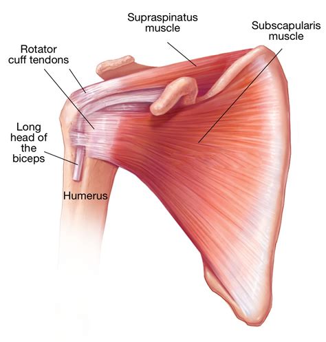 Rotator Cuff Shoulder Anatomy Supraspinatus Muscle Rotator Cuff Porn