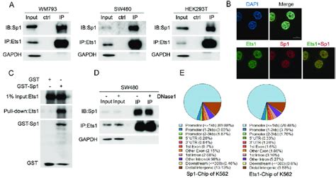 Identification Of Ets1 As A Sp1 Binding Protein A The In Vivo