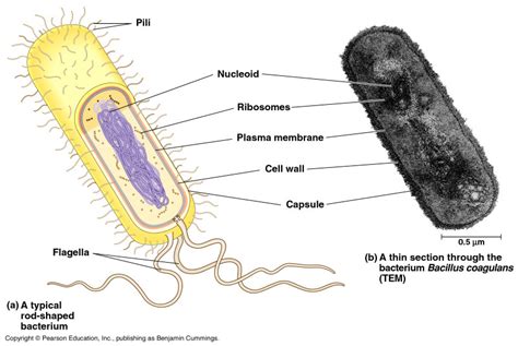 Real Prokaryotic Cell