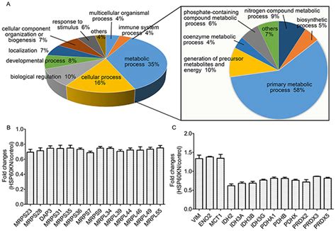 Downregulation Of Hsp60 Disrupts Mitochondrial Proteostasis To Promote