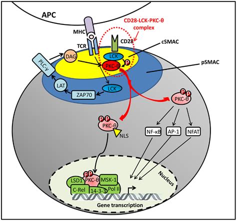 Frontiers Pkc Theta In Regulatory And Effector T Cell Functions
