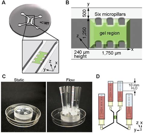 A The Microfluidic Based Cell Culture Platform Directs Vascular