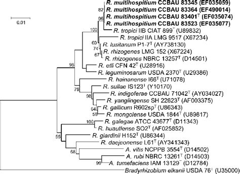 Phylogenetic Tree Based On 16s Rrna Gene Sequences Showing The