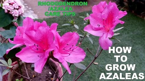 How To Grow Azaleas Flowering Plant For Every Garden Youtube