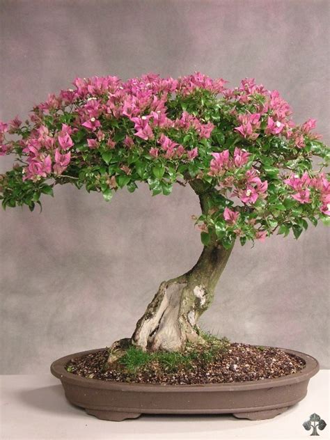 Bougainvillea Bonsai Empire