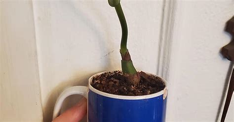 philo goriosum node putting out 1st leaf album on imgur