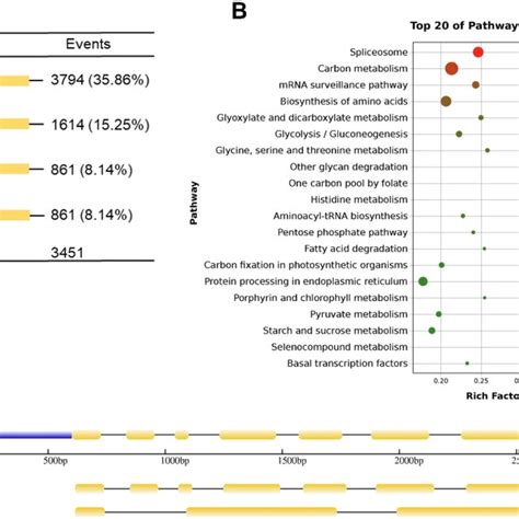 Alternative Splicing As And Splice Isoform Characterization Analysis