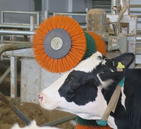 Whats That Thing Cow Brushes Dekalb County Farm Bureau Connections