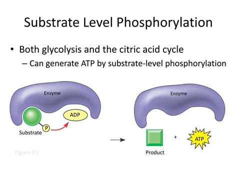 Ppt Cellular Respiration Powerpoint Presentation Free Download Id