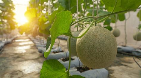 Can Cantaloupe Grow In California Exploring The Golden States Melon