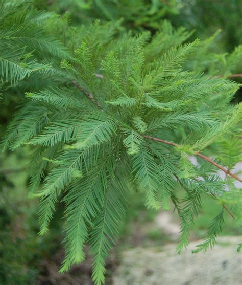 shawnee brave bald cypress blog rutgers landscape and nursery
