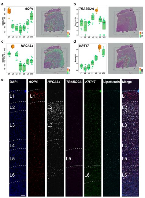 Transcriptome Scale Spatial Gene Expression In The Human Dorsolateral