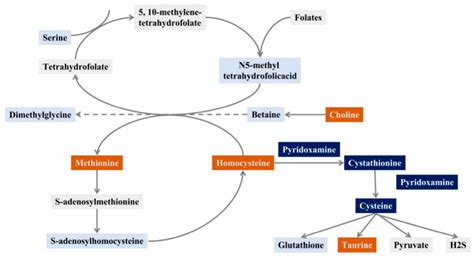 Molecules Free Full Text Profiling Of Homocysteine Metabolic