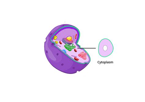 What Are Cytoplasm Structure And Function Definition Types And