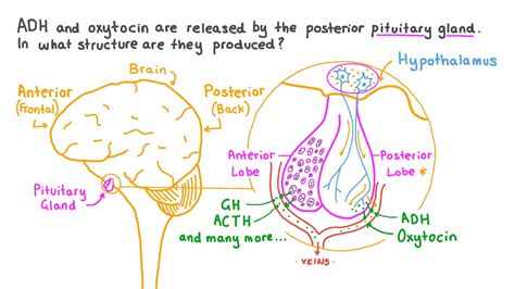 Question Video Recalling Which Structure In The Human Body Produces