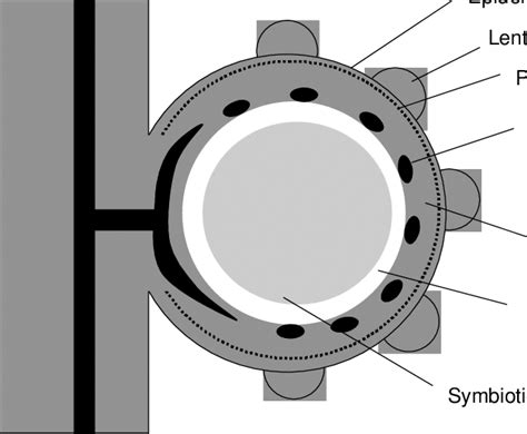 Structure Of Soybean Root Nodule Download High Quality Scientific