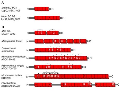a versatile palindromic amphipathic repeat coding sequence horizontally
