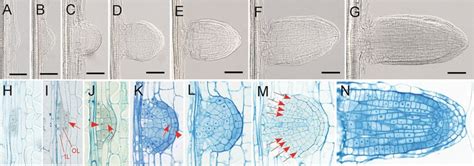 Histological Characterization Of The Lateral Root Primordium