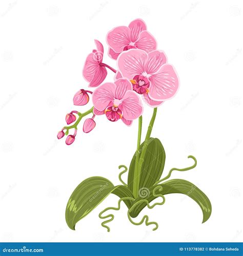 Orchid Phalaenopsis Lila And Outline Set Three On A White Background