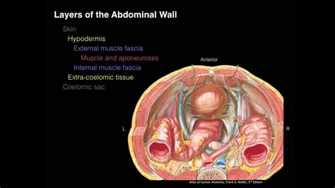 Layers Of The Abdominal Wall X Section Youtube