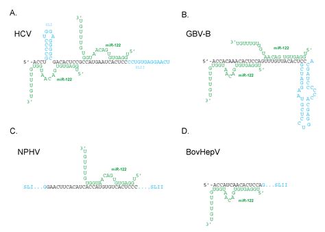 Ijms Free Full Text The Role Of The Liver Specific Microrna Mirna
