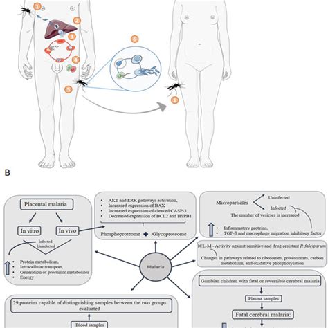 Main Forms Of Maternal Fetal Transmission Of Cytomegalovirus A Main