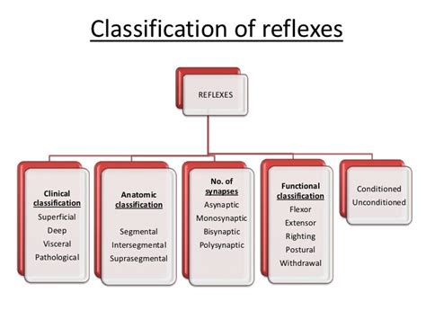 Reflex Arc Flowchart