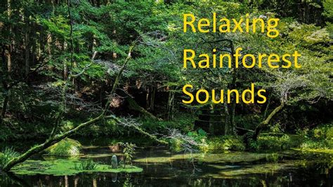 Relaxing Rainforest Sounds [with Relaxing Music] And Relaxing Nature