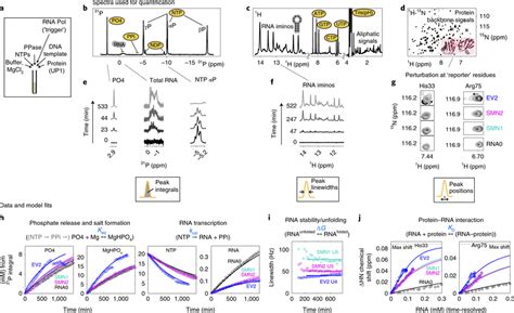Nmr Observables Data And Mathematical Model Fits Used For Network