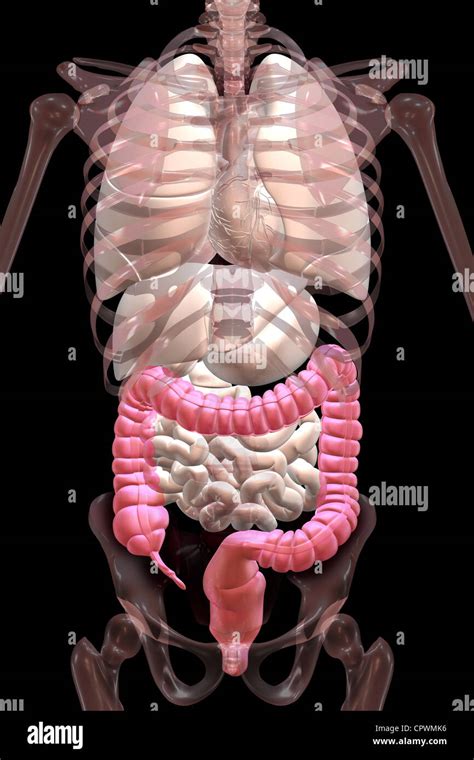 Anatomical Illustration Showing The Appendix Cecum And Colon Stock