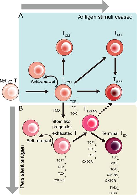 Frontiers Stem Like T Cells And Niches Implications In Human Health
