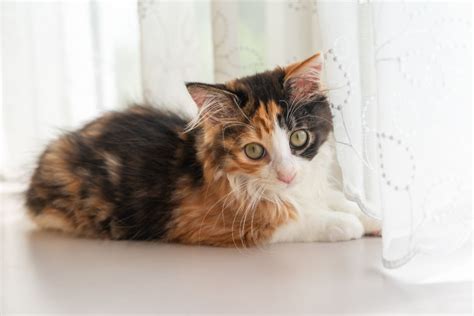 猫好き女性300人が答えた「好きな猫の柄」ランキング！ 3位は「三毛」…1位＆2位は？ オトナンサー
