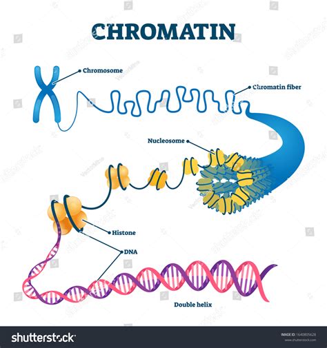 Chromatin In A Cell Model