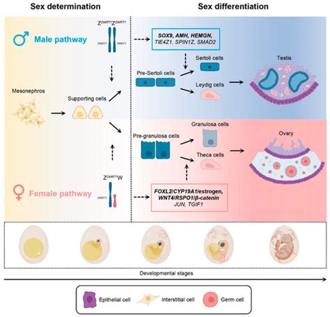 Ijms Free Full Text Overview Of Avian Sex Reversal