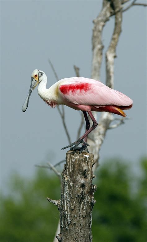 Roseate Spoonbill Deartexas
