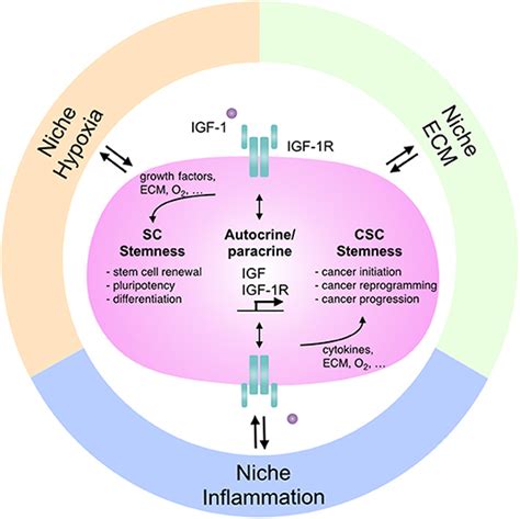 Frontiers Niche Modulation Of Igf 1r Signaling Its Role In Stem Cell