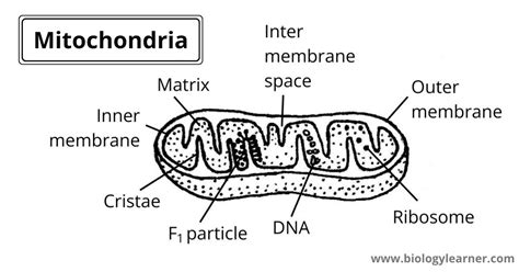 Mitochondria Definition Structure Functions
