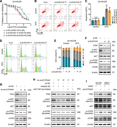Aldh1a3 Promotes Dtx Resistance Via Activating Pi3k Akt Mtor Signaling