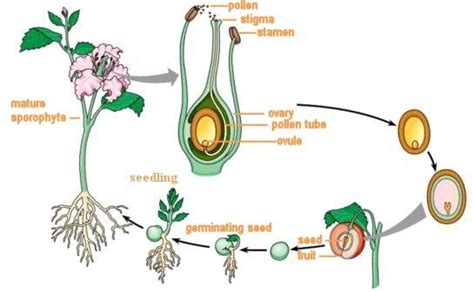 sexual propagation green is life