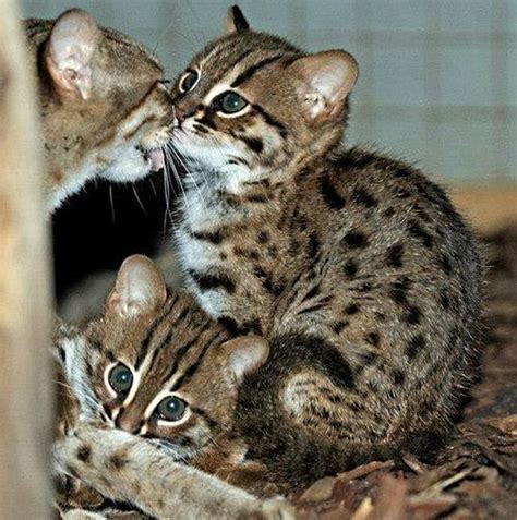 Worlds Smallest Wild Cats Rusty Spotted Cats Make Appearance In