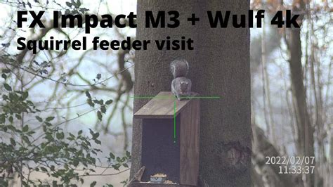 A Visit To The Squirrel Feeder With Fx Impact M3 Youtube
