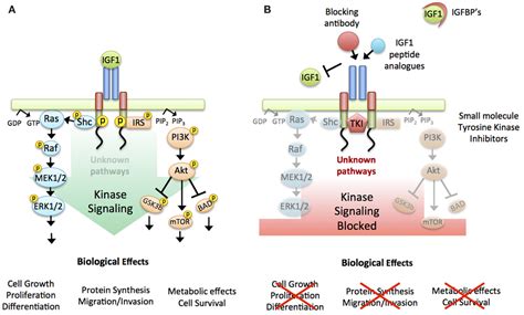 Frontiers Targeting The Igf 1r The Tale Of The Tortoise And The Hare