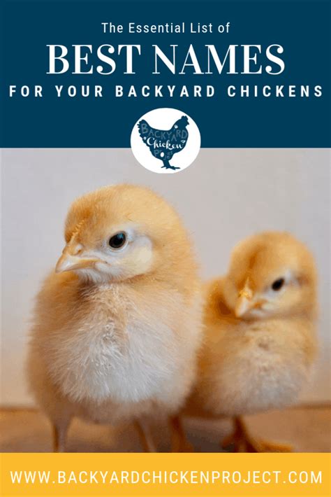 The Essential List Of Chicken Names