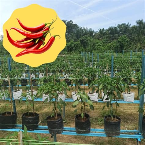 Kebun Kota Projek Cili Fertigasi