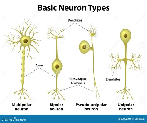 Types Of Neurons Stock Vector Image 52092345