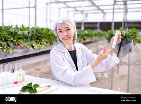 Investigador De Frutas En Agricultura Hidropónica De Invernadero Prueba
