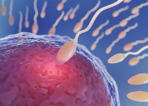 Espermatozoides Sexo E Igualdad De Oportunidades Crea