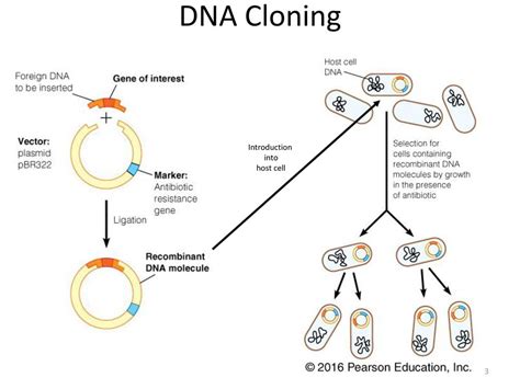 The Following Schematic Diagram Depicts An Overview Of Gene Cloning