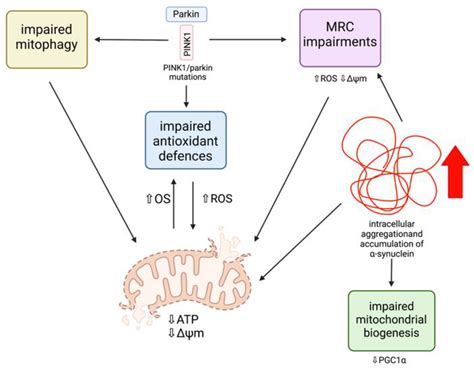 Ijms Free Full Text Targetable Pathways For Alleviating